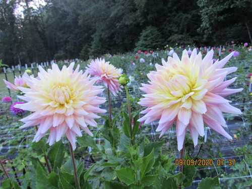 Clearview Jonas | website