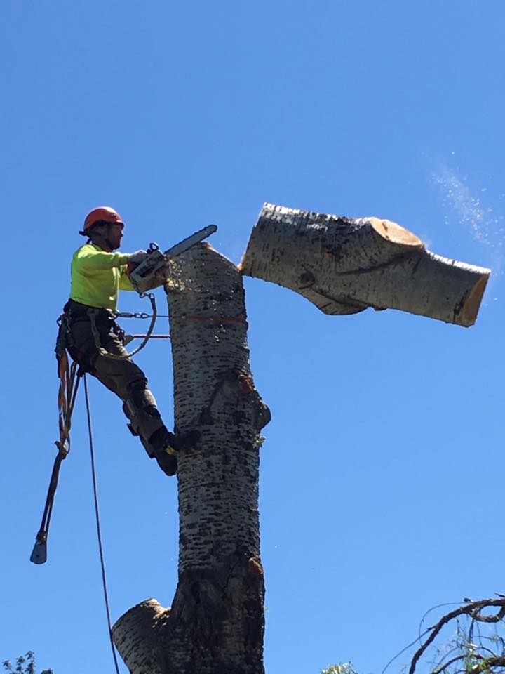 Home | Montana | All Tree Services