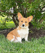 STARFLEET CORGIS | Fox Pointe Farm