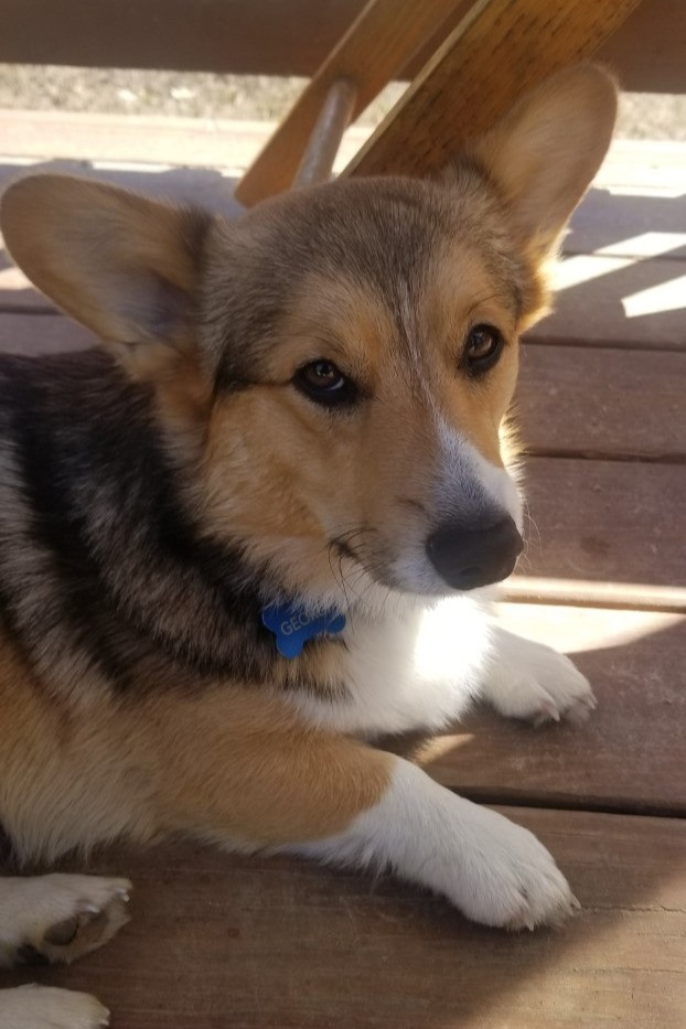 STARFLEET CORGIS | Fox Pointe Farm