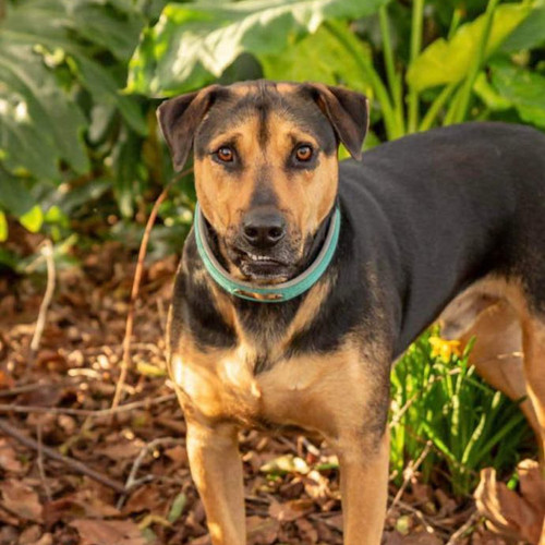 Rusty | Paws Restart Rescue