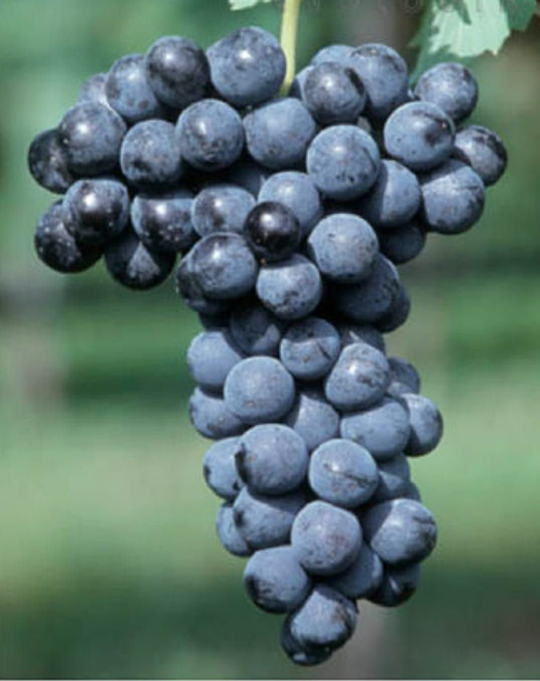 Merlot N.