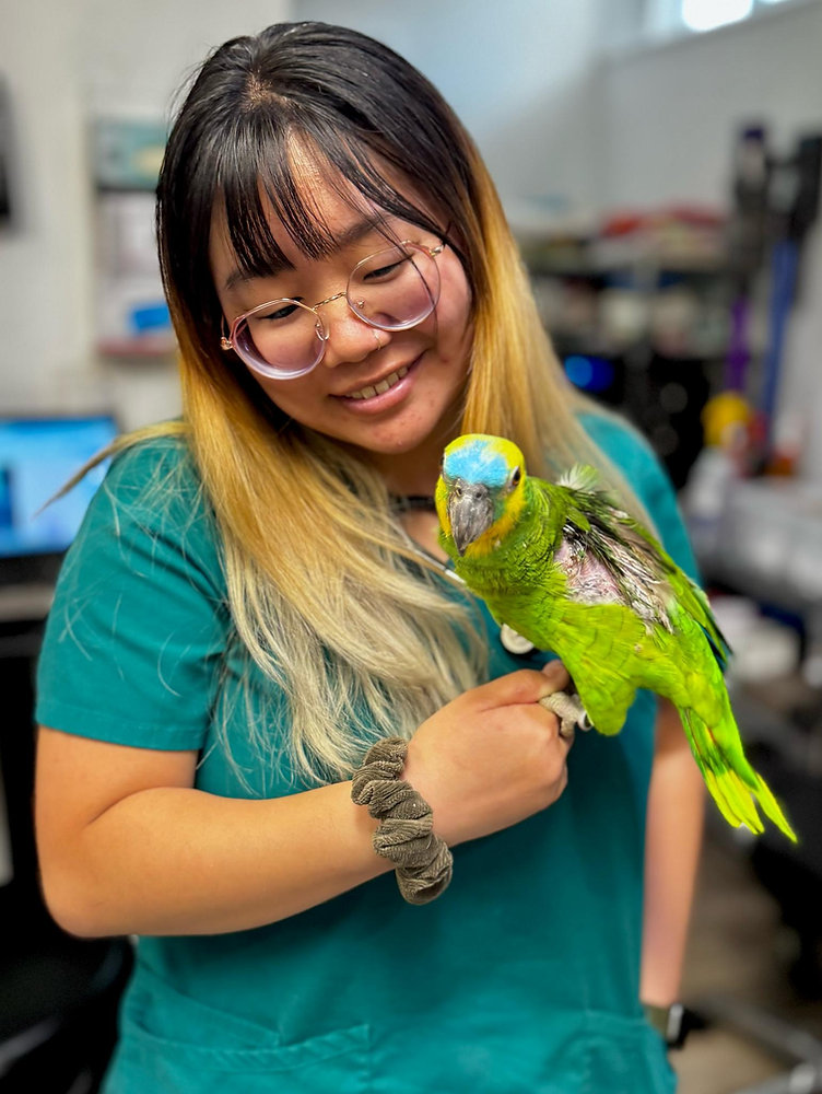 Amazon Parrot Wing Amputation & Cancer Treatment