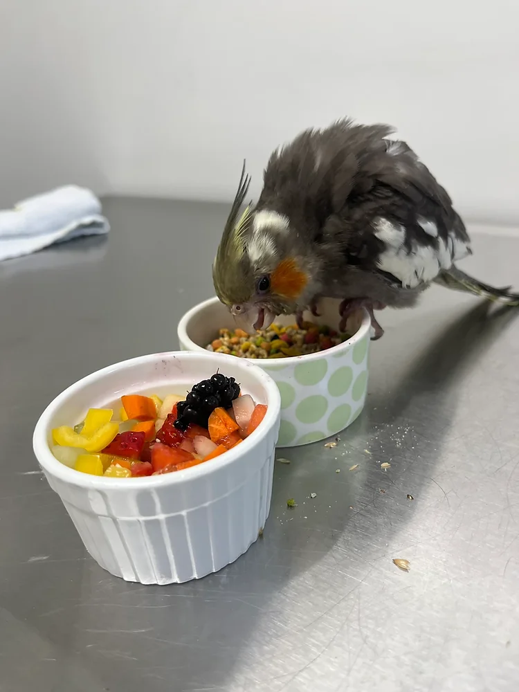 Cockatiel Trauma and Dog Attack Recovery