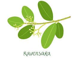 Ravensara Anisata oil, Madagscar | Simply Herban LLC