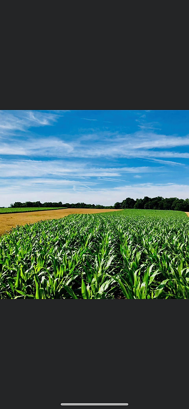 County Line Ag | Lippy Brothers Farms | United States