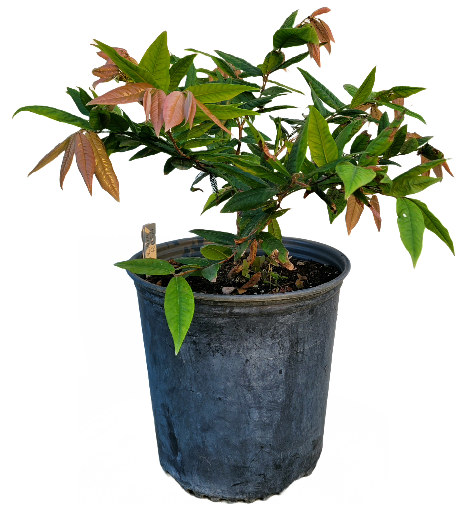 Plinia sp. Rosa | Loxahatree