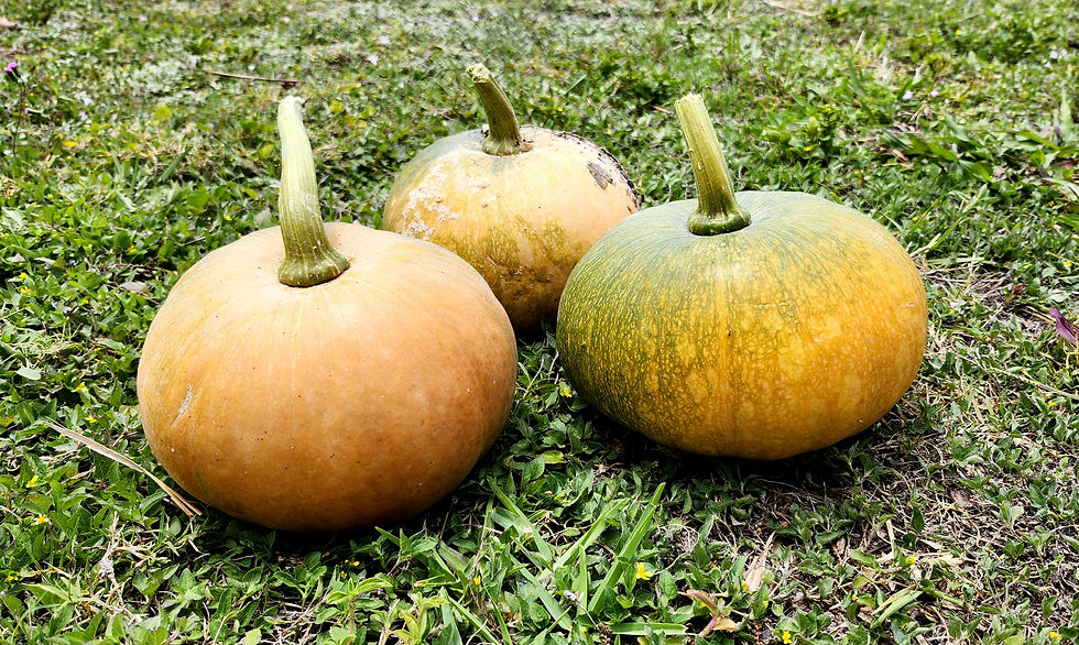 15 Seminole Pumpkins seeds | Loxahatree https://static.wixstatic.com ...
