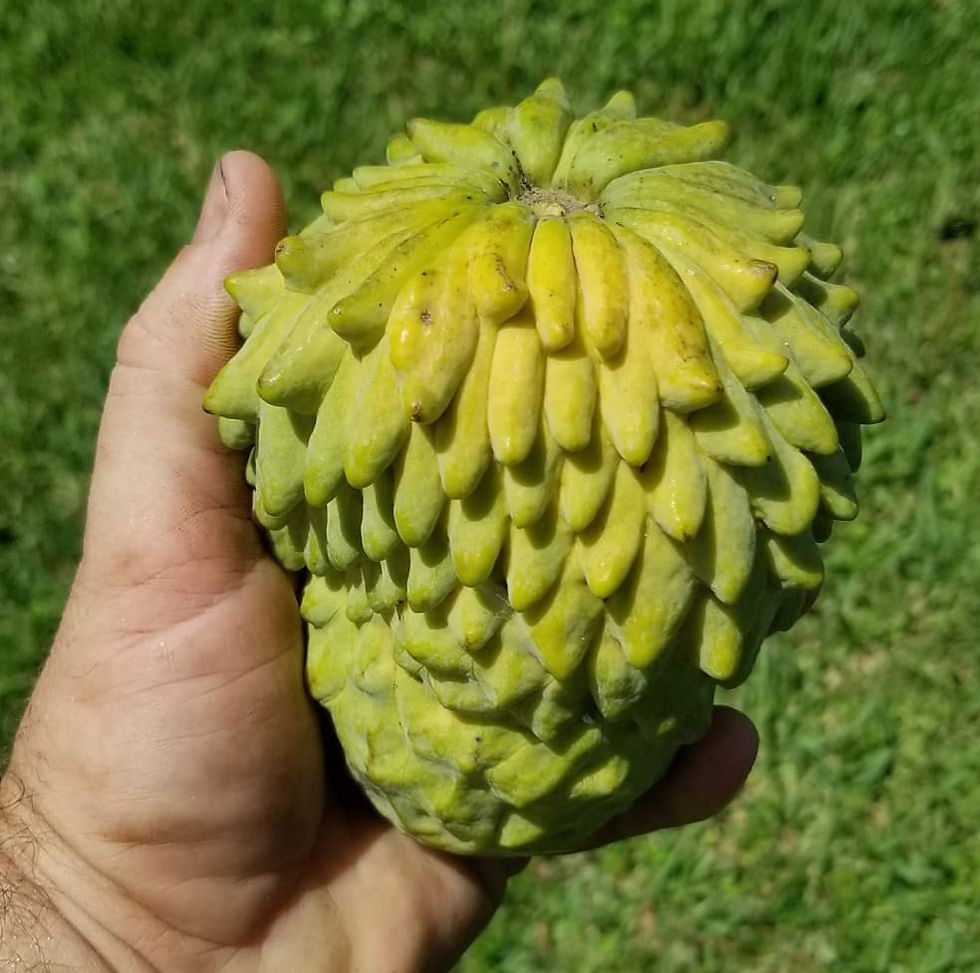 Online Rare Tropical Fruit Trees | Loxahatree Nursery