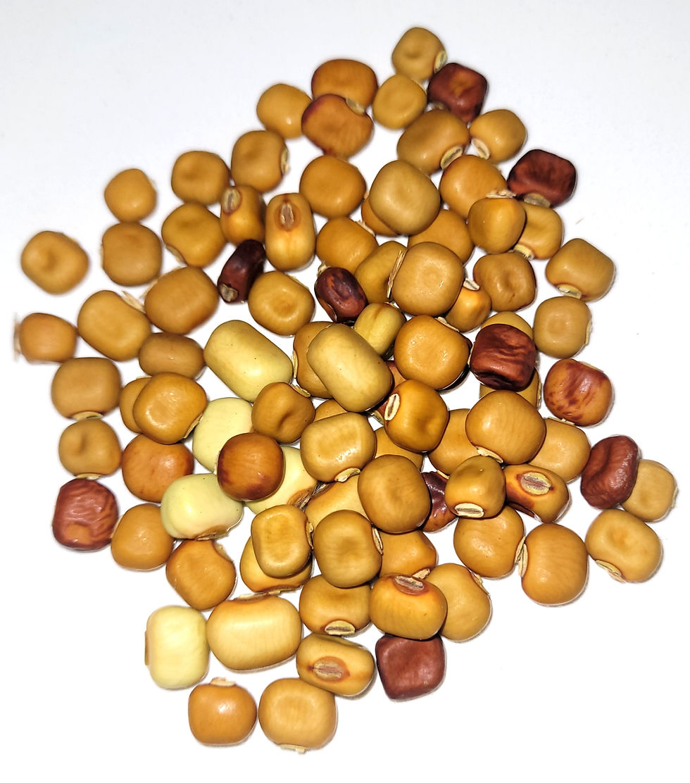 Winged Bean,(psophocarpus tetragonolobus) 20 seeds | Loxahatree https ...