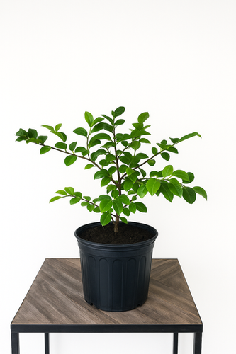 Purple Forest Guava (Psidium eugeniaefolia) | Loxahatree https://static ...