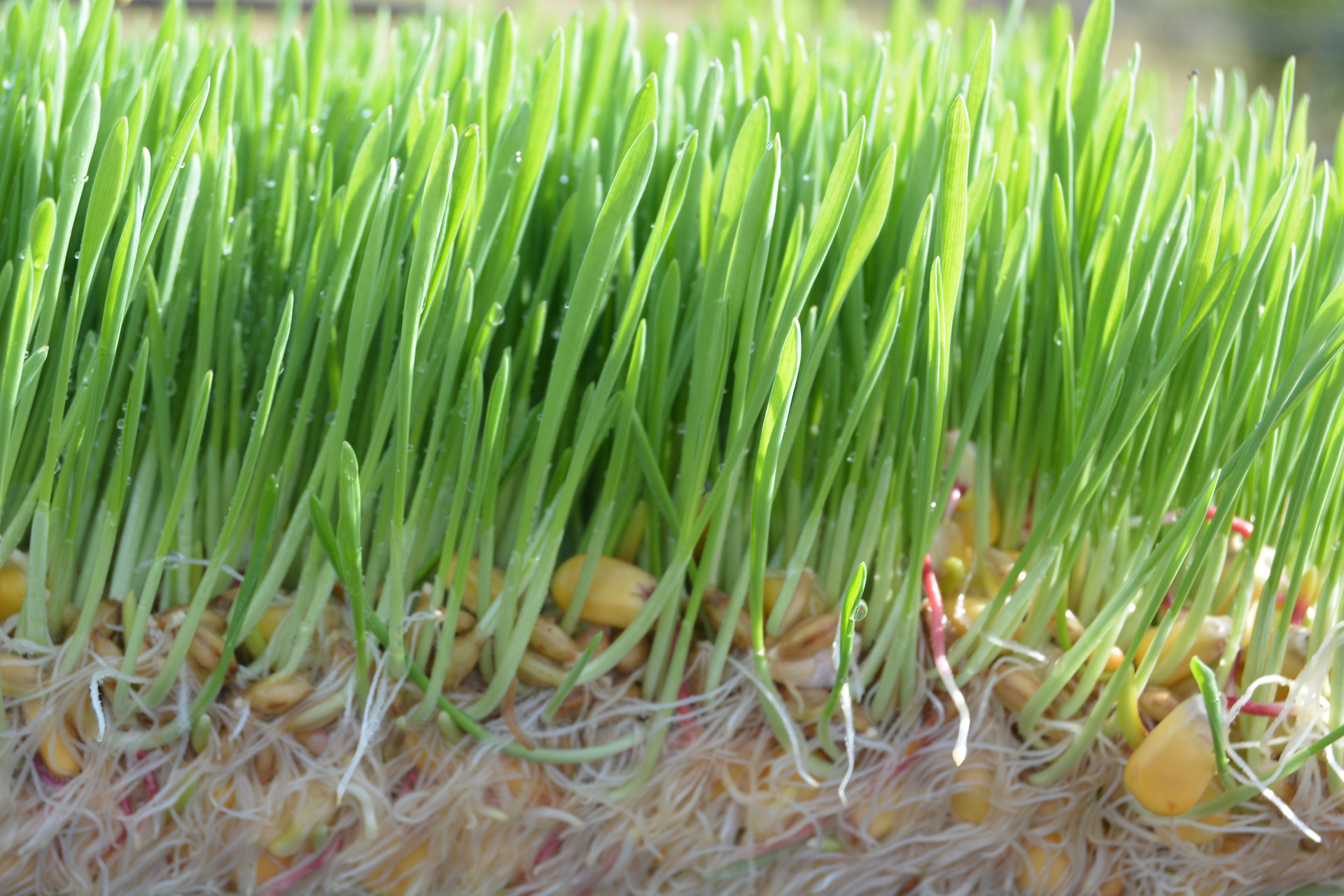 Sprout Booster Technology