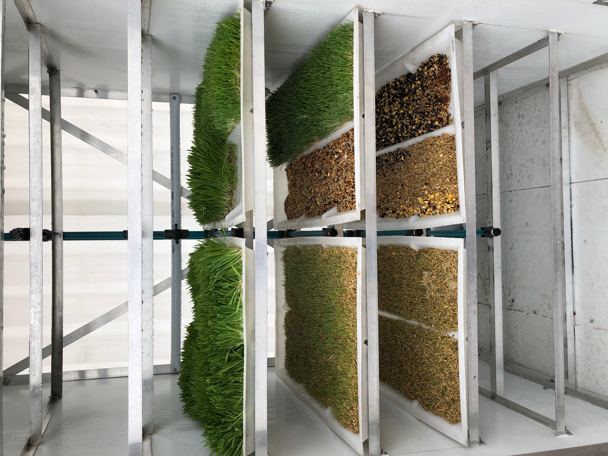 Sprout Booster Options