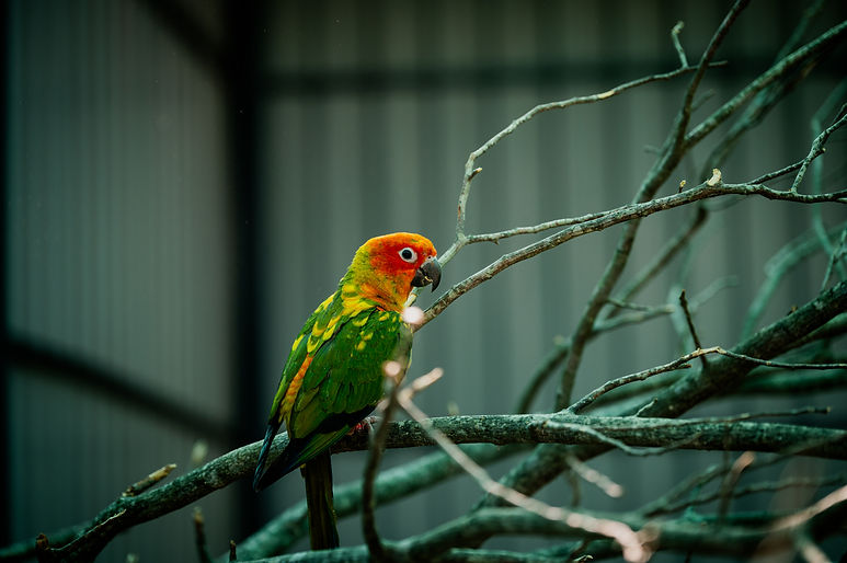 Jeeva Park | A Pet Sanctuary | Day outing near Bangalore | Things to do ...