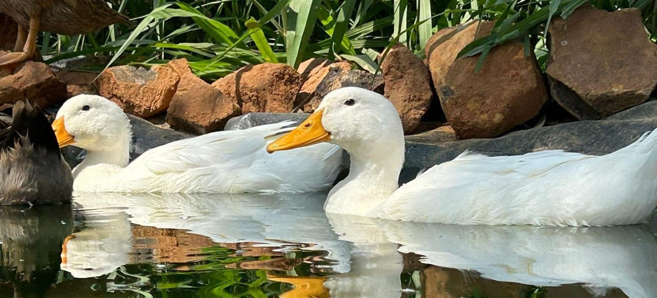 Jeeva Park | A Pet Sanctuary | Day outing near Bangalore | Things to do ...