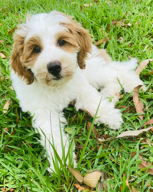 Gallery | Karrah Creek Australian Cobberdogs