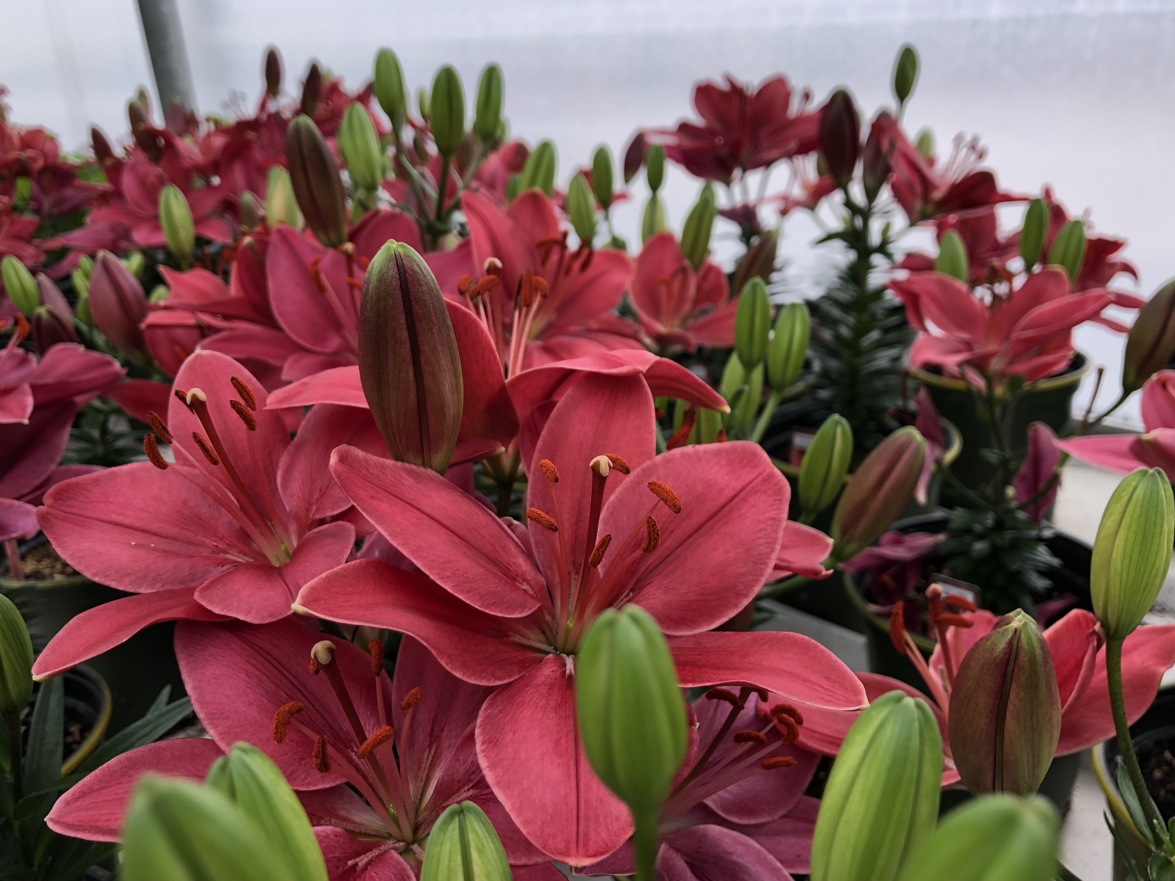 Home | Omemee Heights Greenhouses