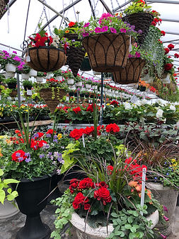 Home | Omemee Heights Greenhouses