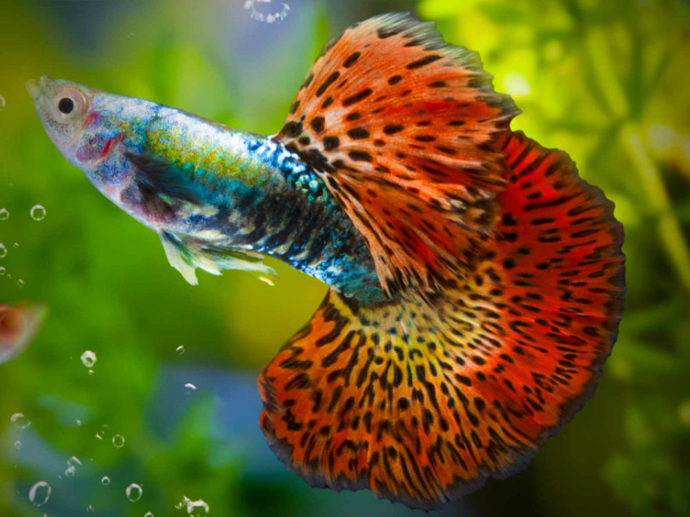 Obľúbené druhy rýb