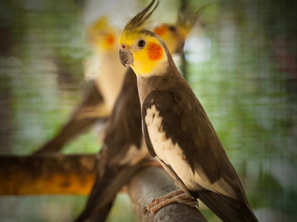 Najobľúbenejšie papagáje a vtáctvo