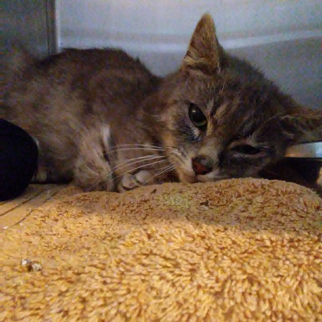 Cats for Adoption | ashehumanesociety