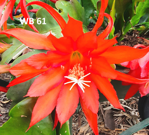 Epiphyllum WB 61 | My Vxw Site 2ks7ch