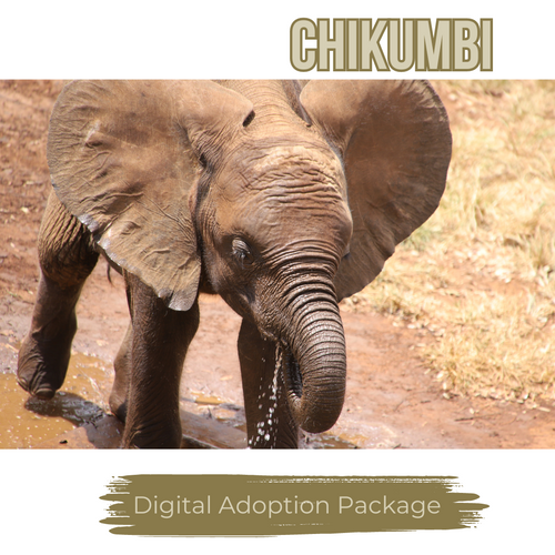 Chikumbi Digital Adoption Package | Game Rangers International