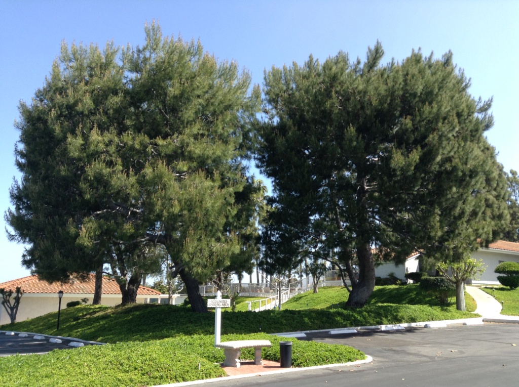 Services | Union Tree Service