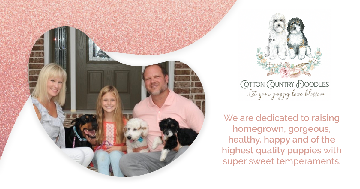 Cotton Country Doodles | Breeder of Quality Goldendoodles and ...
