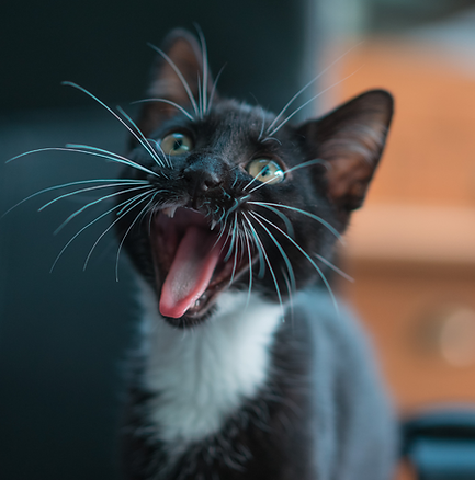 Adoption | Catfe Montclair