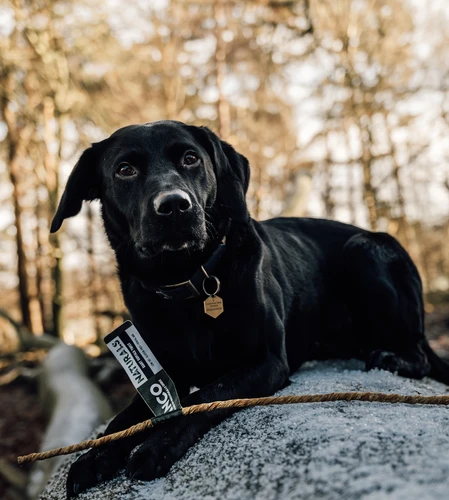 Buffalo Bladder Twist GIANT! | Country Tails Treats - Natural Dog ...
