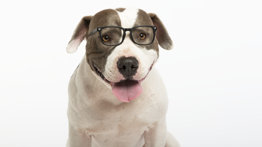 Five Facts You Should Know About Pit Bulls