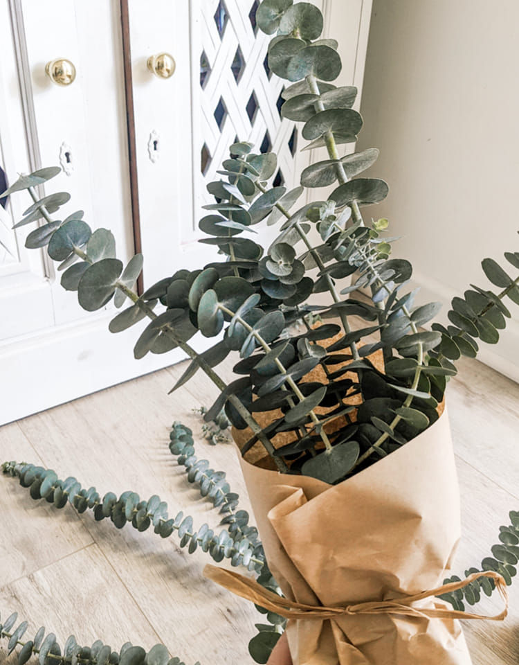 The Eucalyptus House | Fresh Cut Eucalyptus Bunches