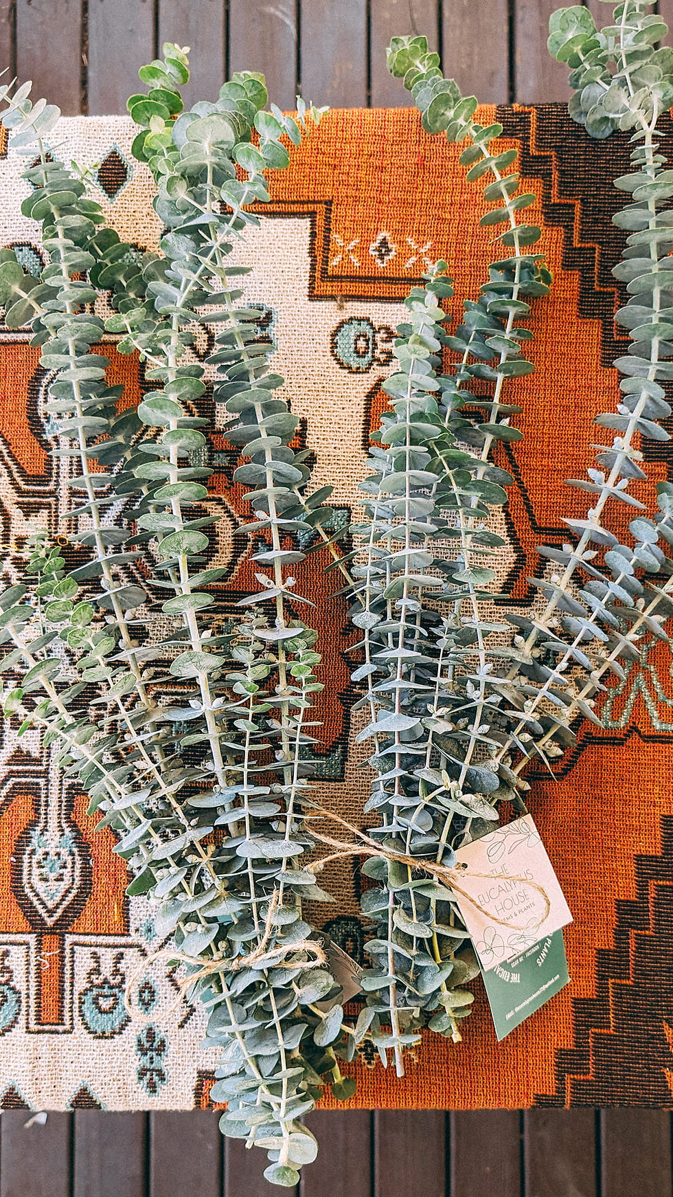 The Eucalyptus House | Fresh Cut Eucalyptus Bunches