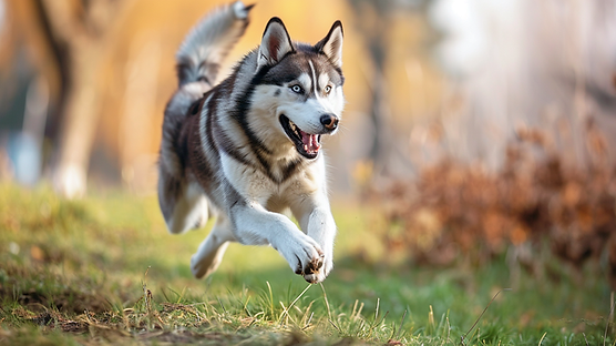 funny husky dramatic