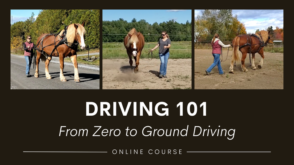 DRIVING 101: From Zero to Ground Driving | Christine Beattie Eq