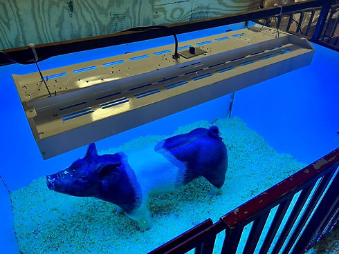 Champion Tanning Lights