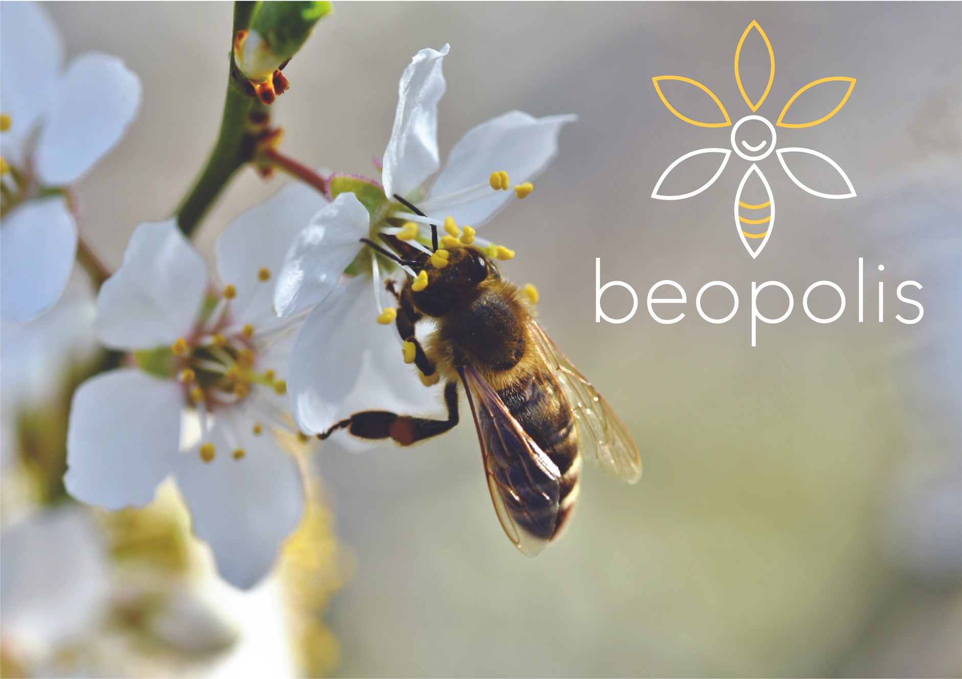 Les Ruches de Beopolis