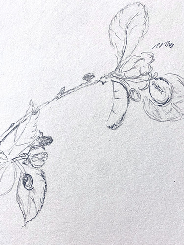 Introduction To Botanical Drawing - A Walk Through The Walled Garden ...