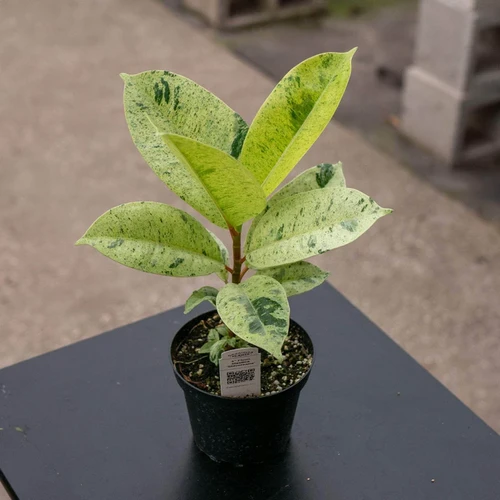 Ficus Shivereana | Node