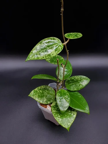 Hoya Acuta Splash | Node