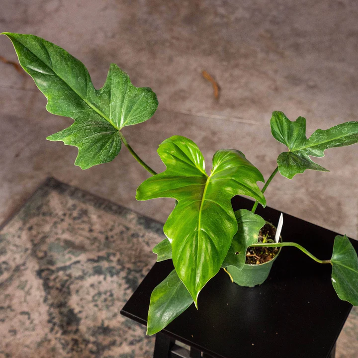 Philodendron Golden Dragon | Node