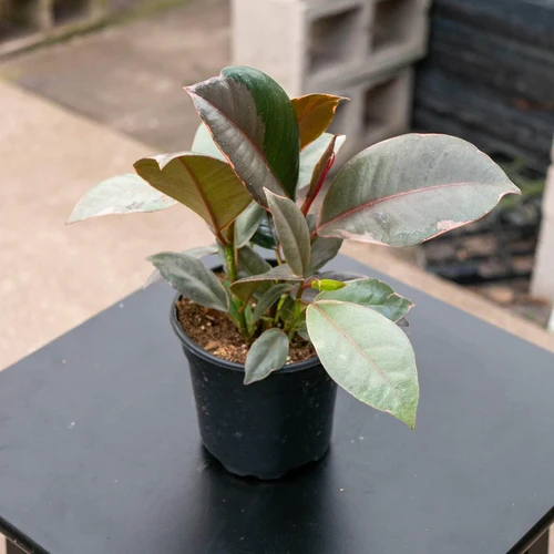 Ficus Ruby | Node