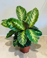 Calathea Misto | Node
