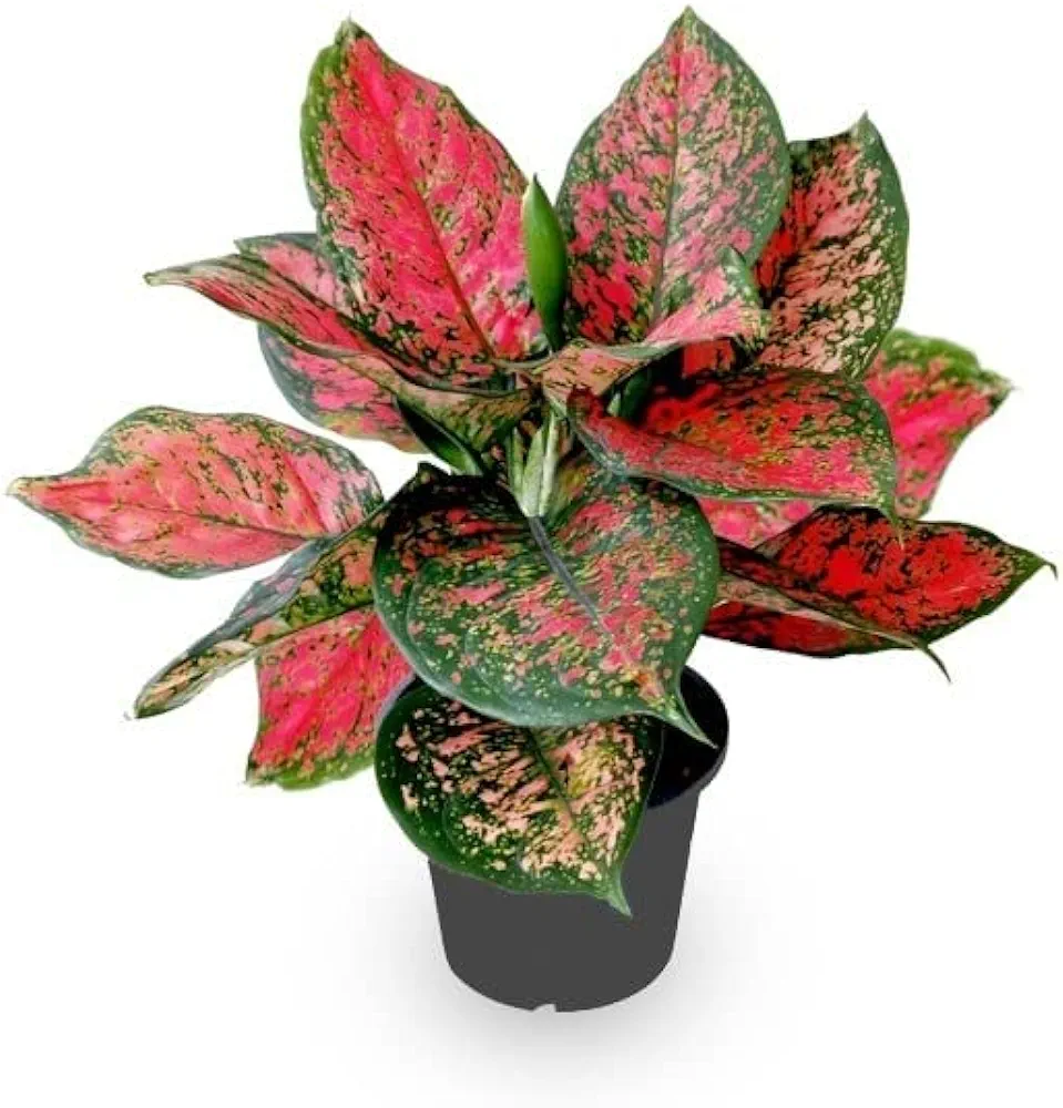 Aglaonema Red Valentine | Node