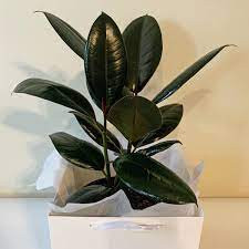 Ficus Burgundy | Node