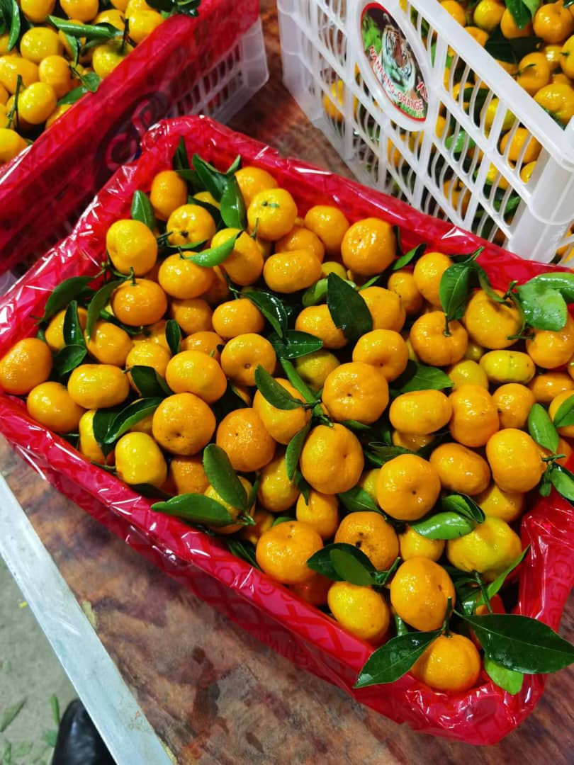 Home |Gloria fruit | Gloria fruits | Gloriafruit | Gloriafruits ...