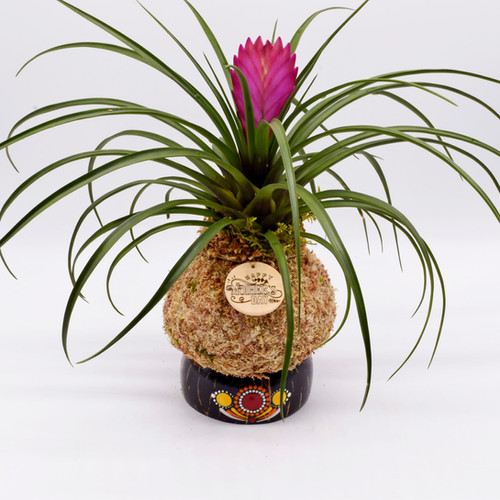 Tillandsia Cyanea Kokedama (Pink quill) | Life is a Koconut