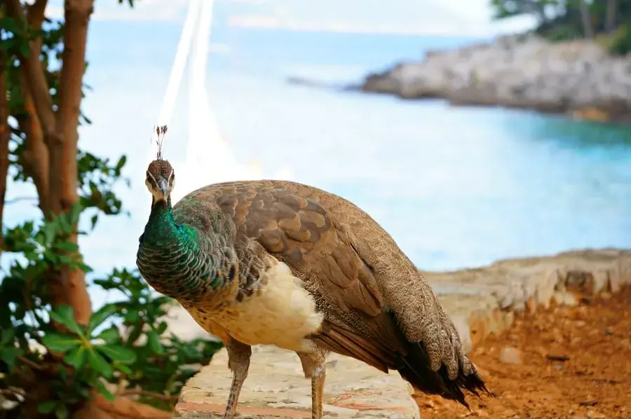 Unleash the Adventure: Lokrum Island, Croatia’s Hidden Gem & Game of ...