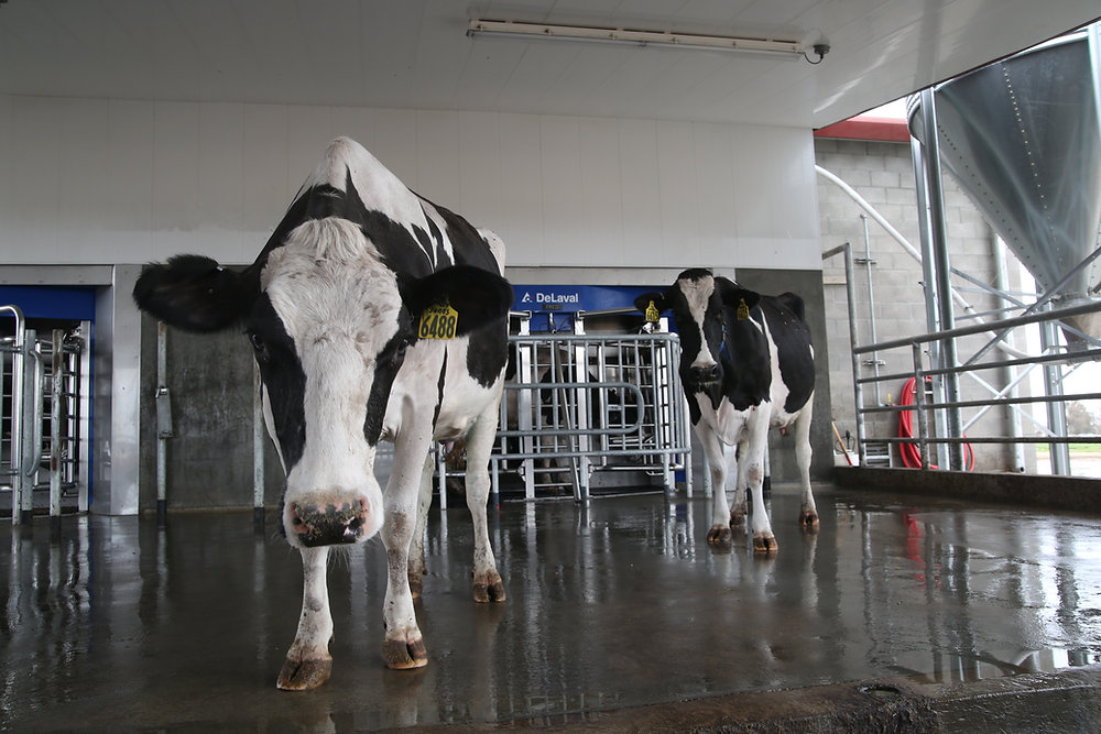 Robots help carry on dairy family traditions